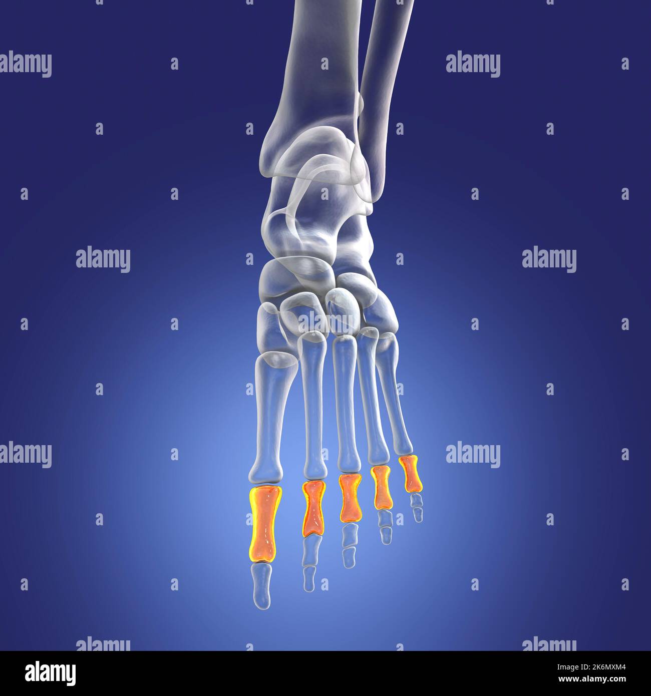 Proximal phalange bones of the foot, illustration Stock Photo - Alamy