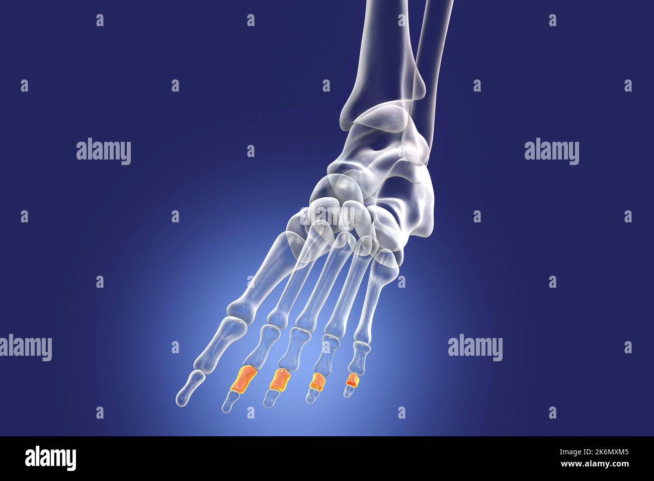 Middle phalange bones of the foot, illustration Stock Photo - Alamy