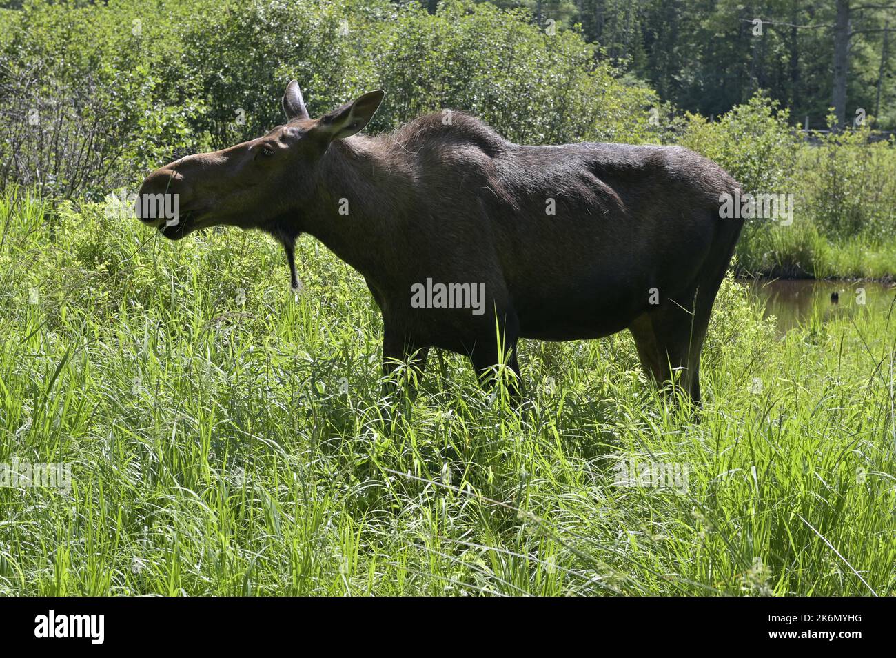 female moose in the forest Stock Photo - Alamy