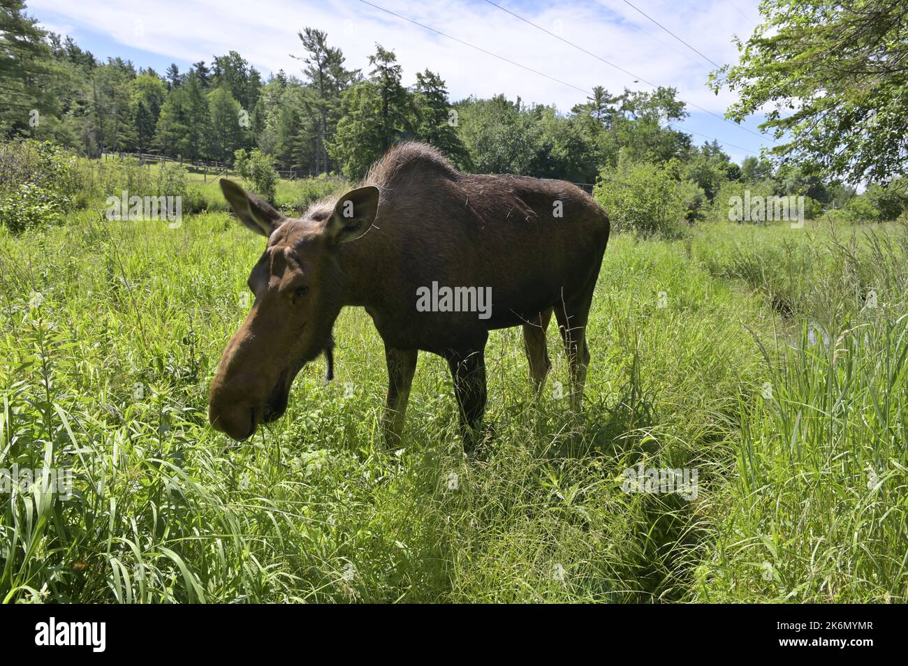Female moose hi-res stock photography and images - Alamy