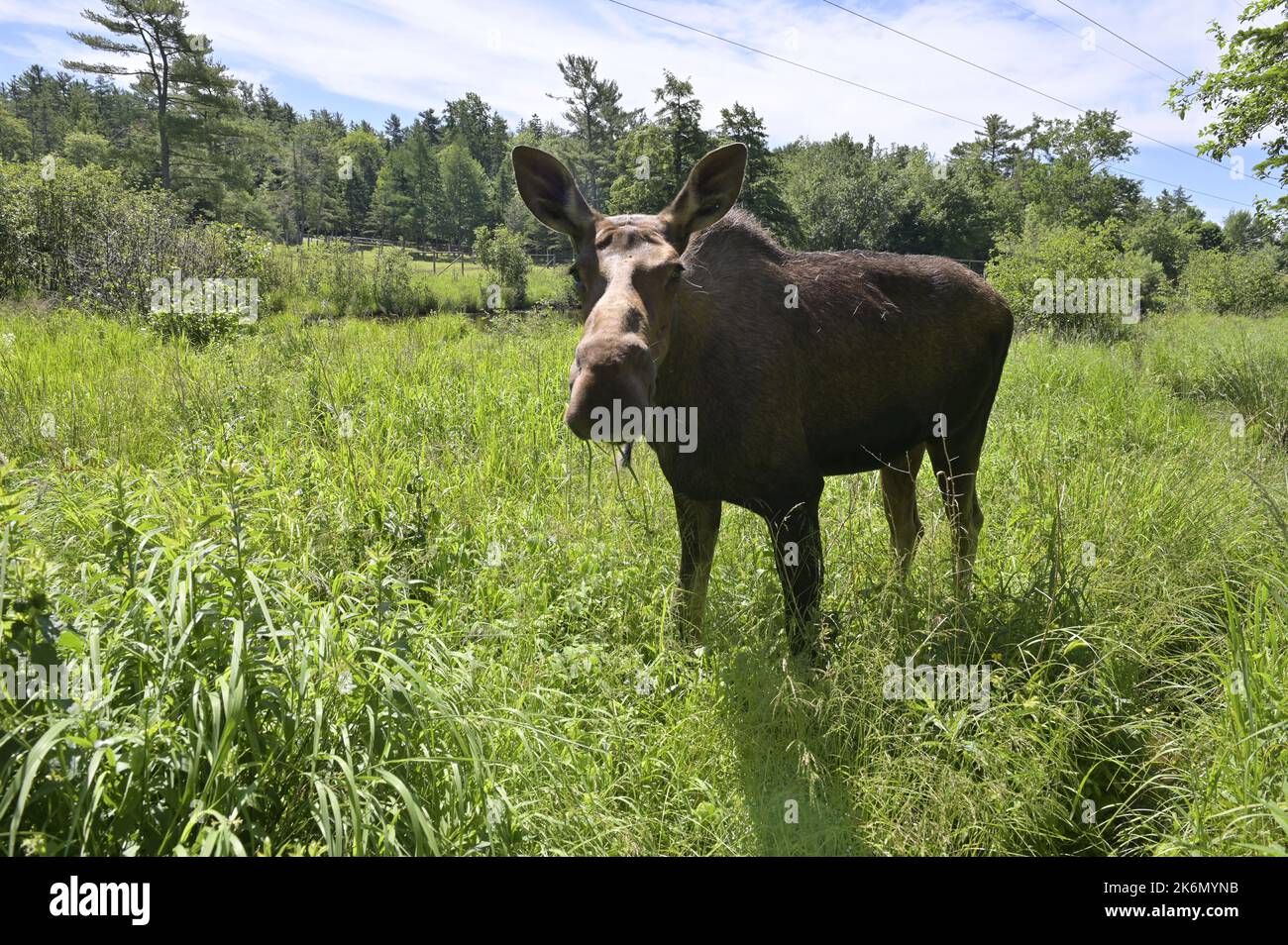 A female moose in Canada watching into the camera Stock Photo - Alamy