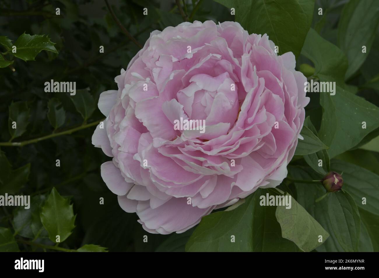 Pink peonies in the garden. Peony macro photo Stock Photo - Alamy