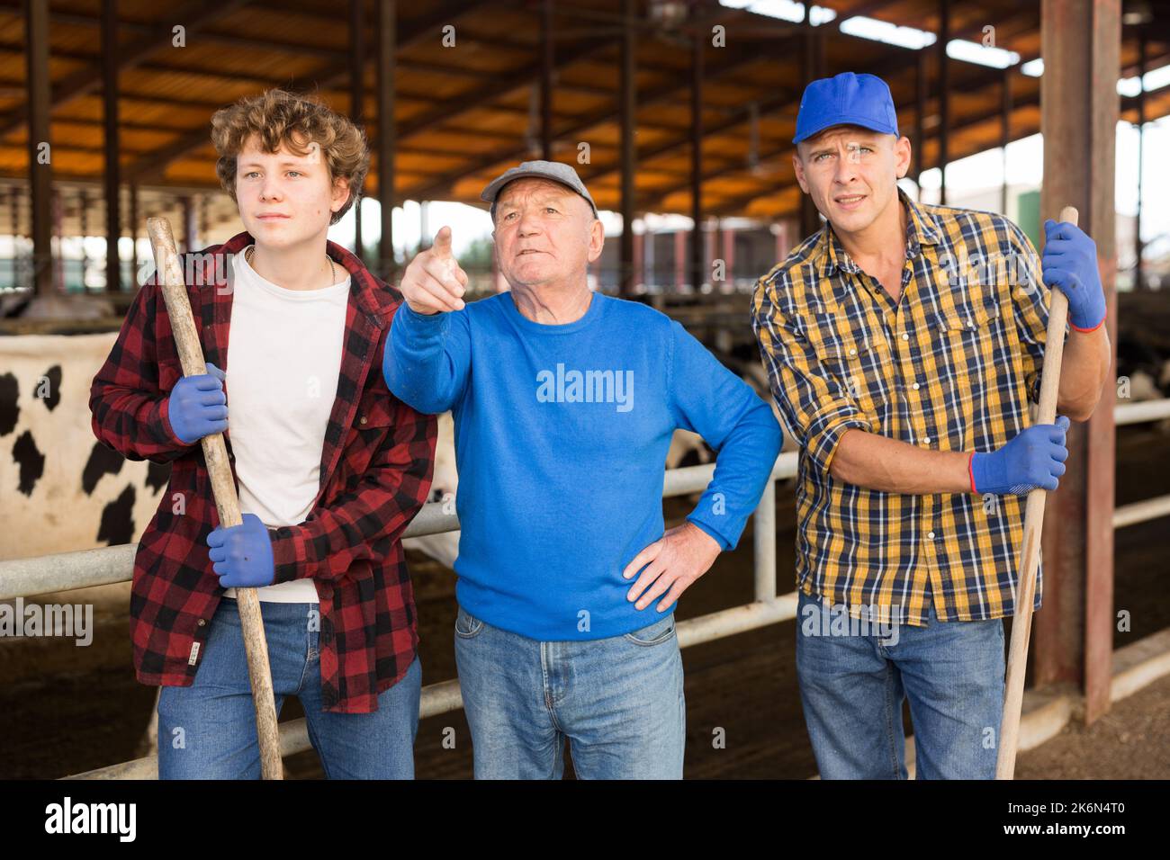 Elderly farmer instructs helpers what to do on cow farm Stock Photo - Alamy