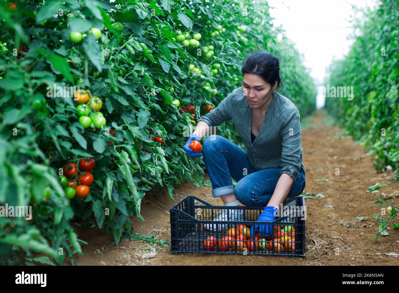 Positive woman harvesting tomatoes in greenhouse Stock Photo - Alamy