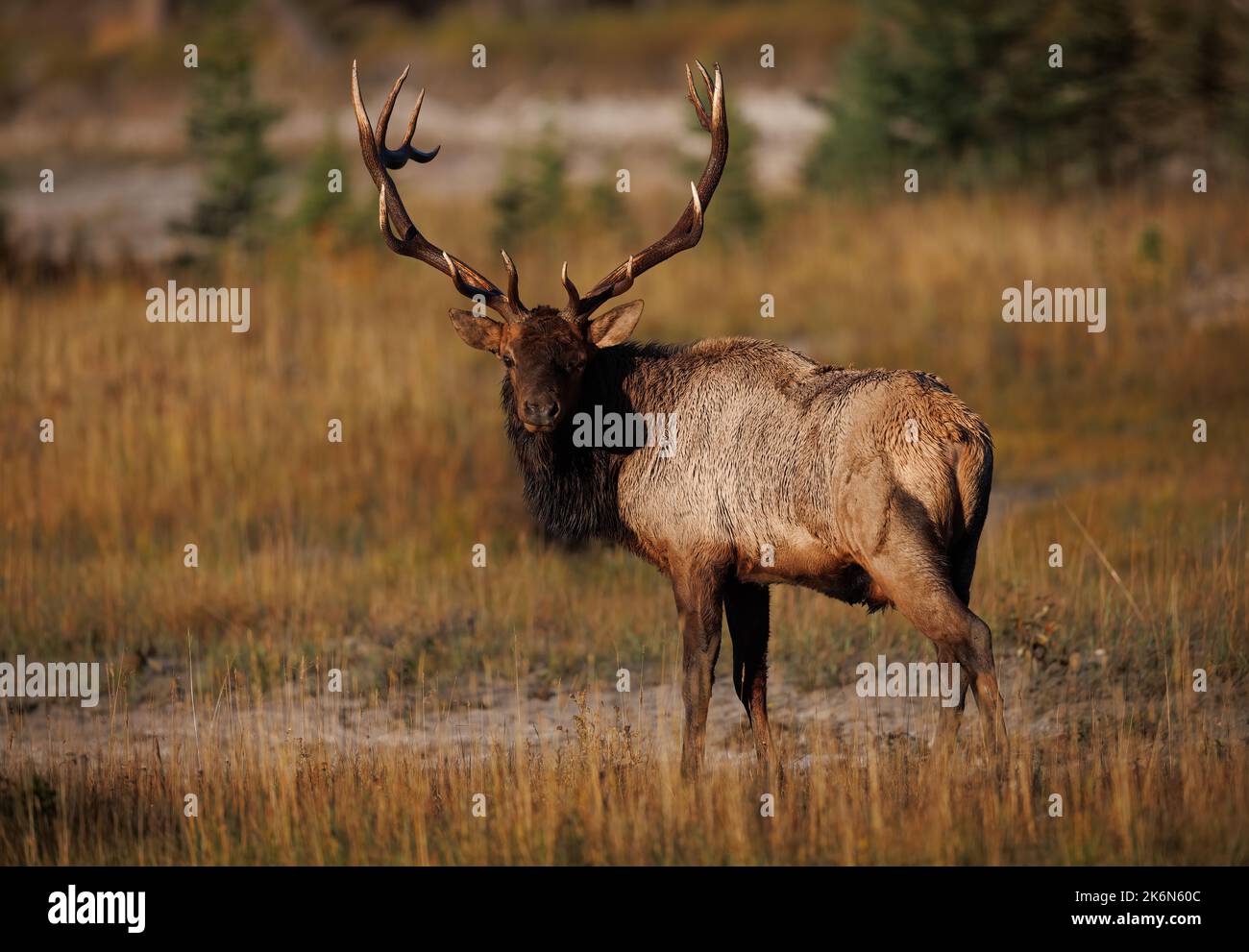 Bull Elk During the Rut Stock Photo - Alamy