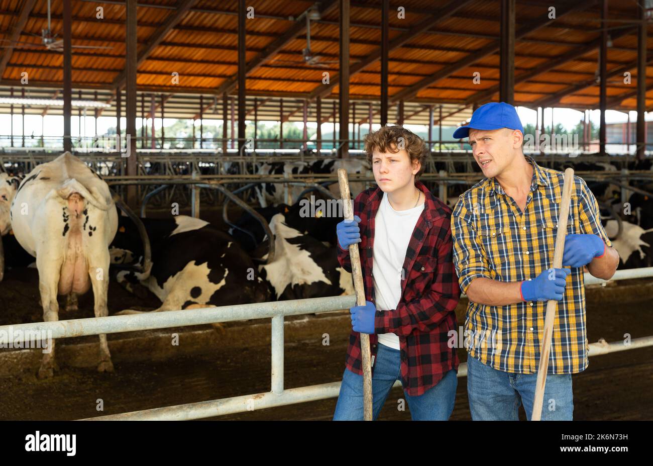 Farmer instructs young helper what to do on cow farm Stock Photo - Alamy