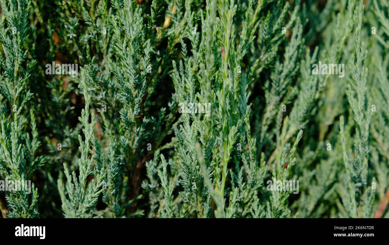 Juniper hedge texture as coniferous natural textured background Stock ...