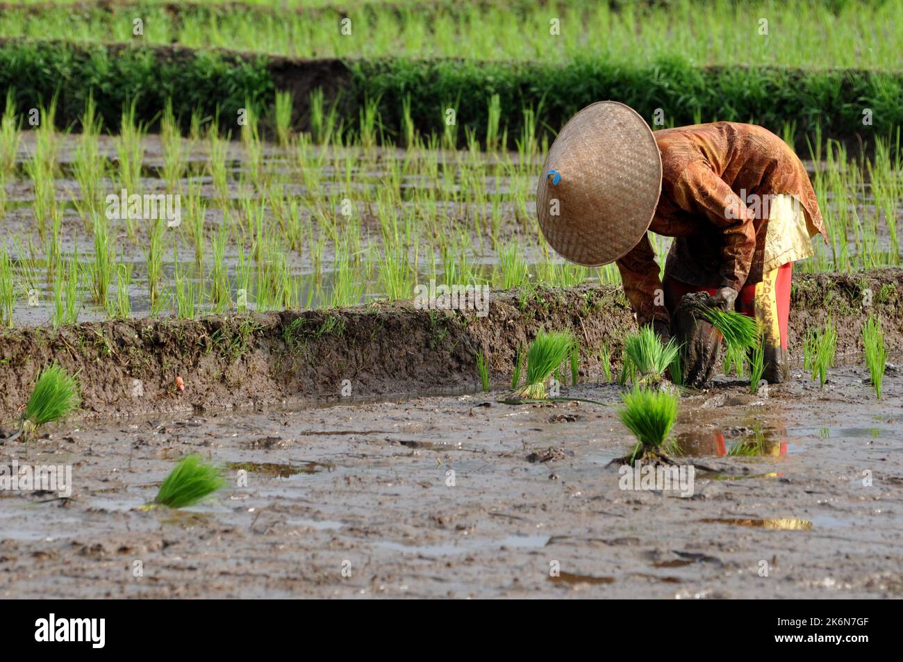 Ciamis, Indonesia - April 14, 2019 : Indonesian female farmer planting ...