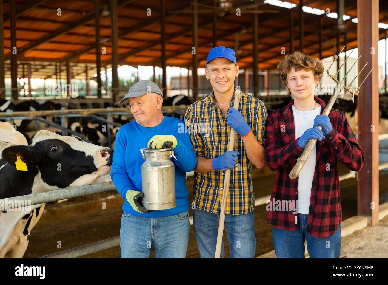 Portrait of three successful farmers at dairy farm with cows in stall ...