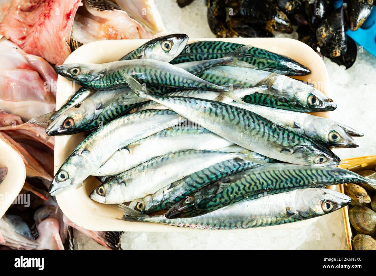 Fresh mackerel in fish store showcase Stock Photo - Alamy
