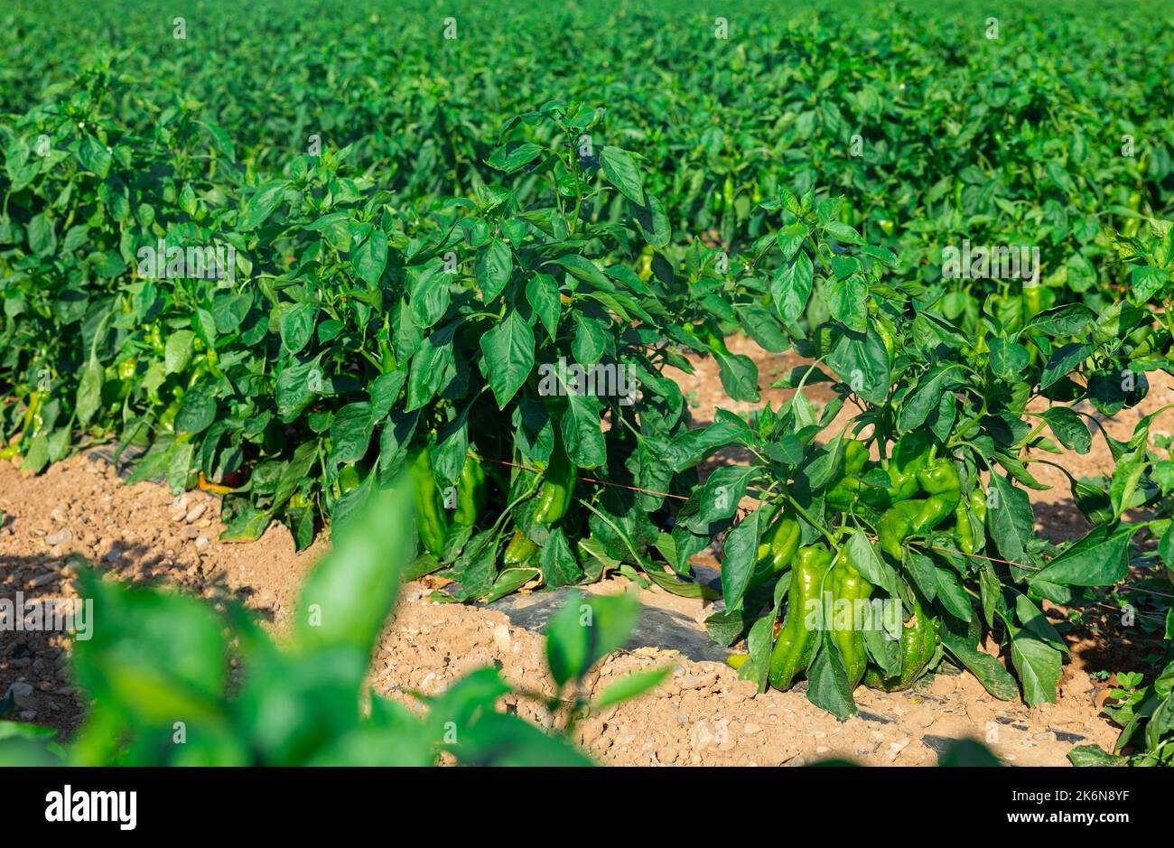 Bell pepper bushes garden hi-res stock photography and images - Alamy