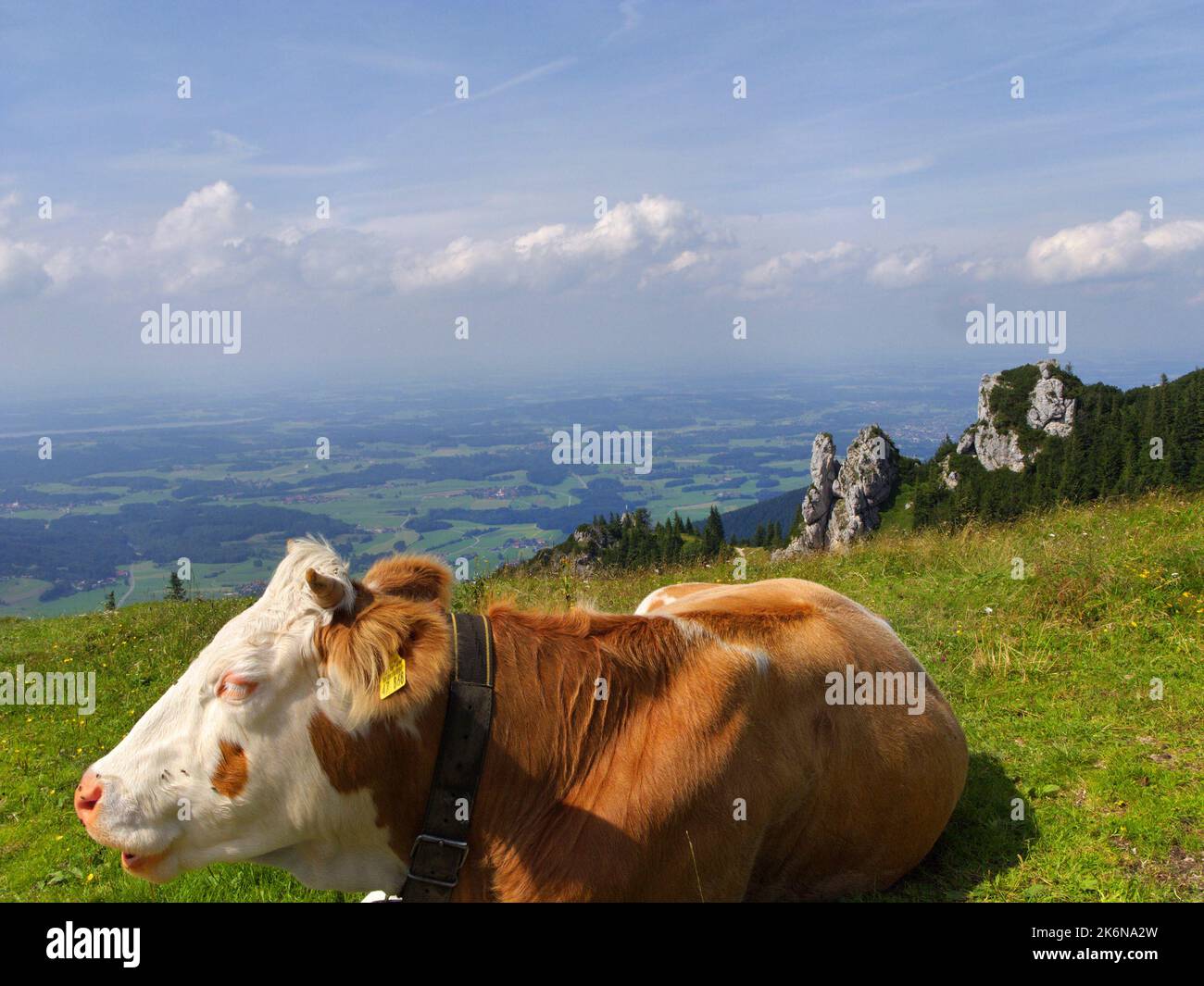 Cow on alpine pasture in front of Bavarian landscape, Kampenwand ...