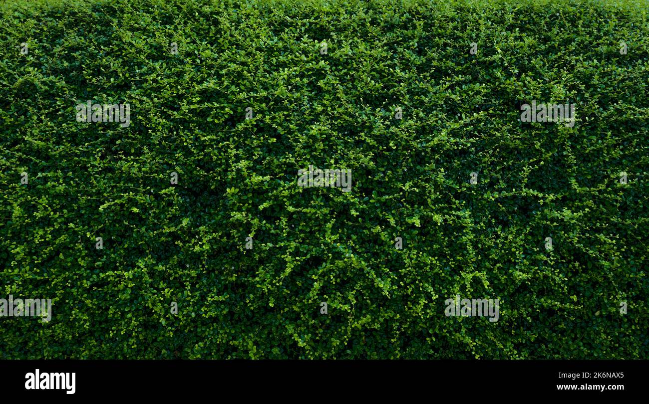 Small green leaves in hedge wall texture background. Closeup green ...
