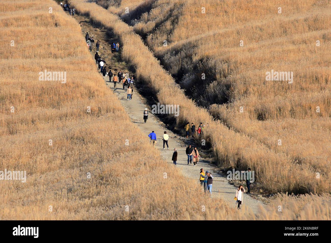 Japanese Pampas grass field in Hakone Sengokuhara Japan Stock Photo - Alamy