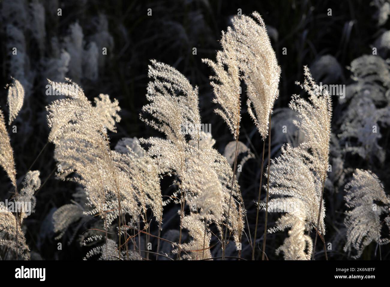 Japanese Pampas grass in Hakone Sengokuhara Japan Stock Photo - Alamy