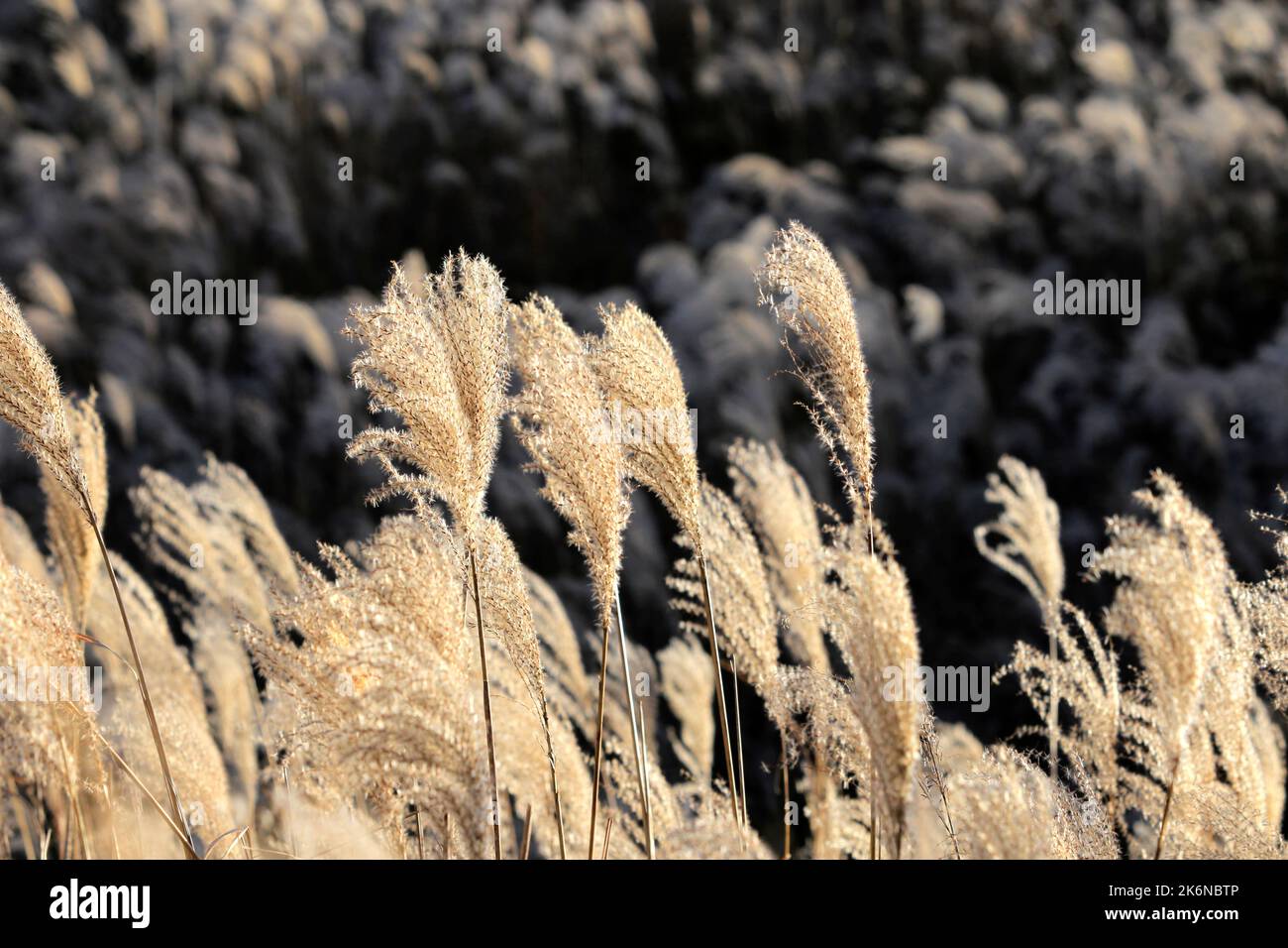 Japanese Pampas grass in Hakone Sengokuhara Japan Stock Photo - Alamy