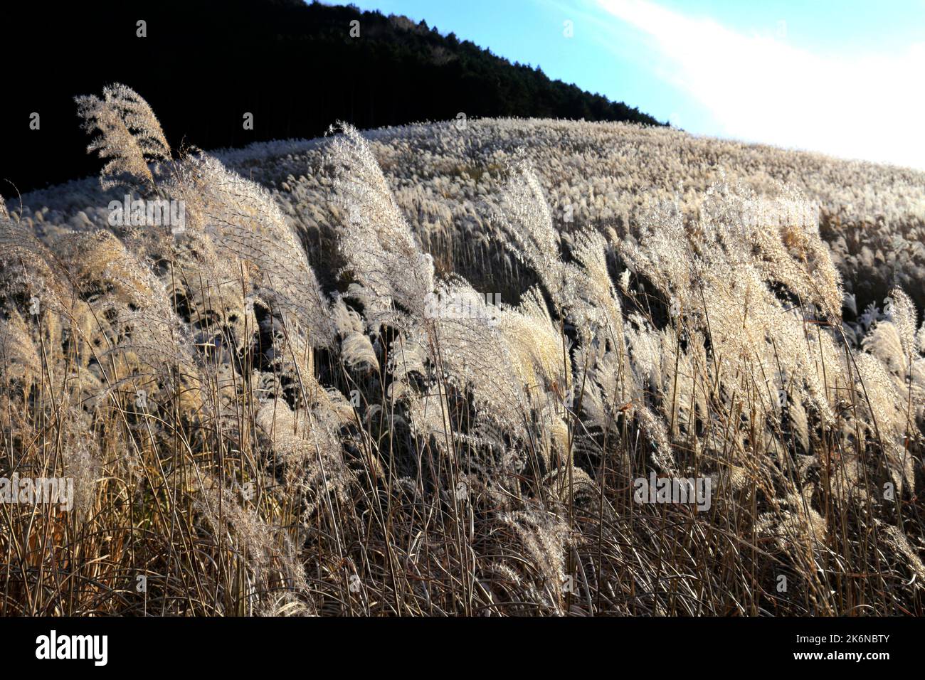 Japanese Pampas grass field in Hakone Sengokuhara Japan Stock Photo - Alamy