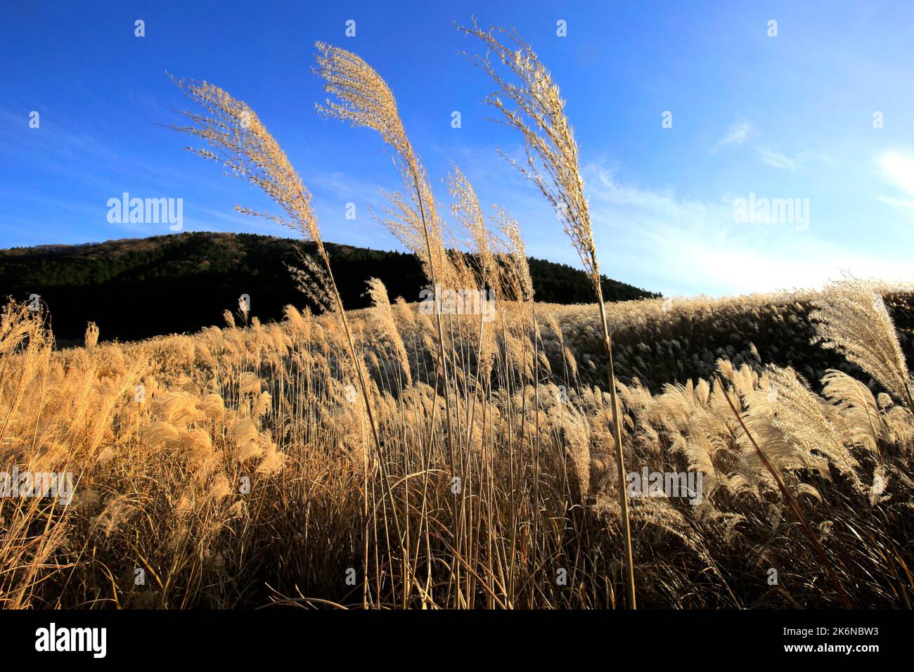 Japanese Pampas grass field in Hakone Sengokuhara Japan Stock Photo - Alamy