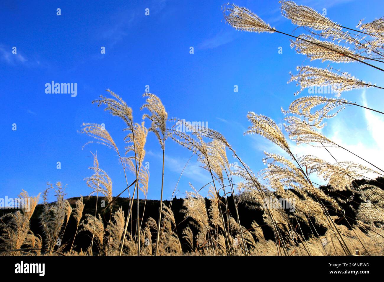 Japanese Pampas grass in Hakone Sengokuhara Japan Stock Photo - Alamy