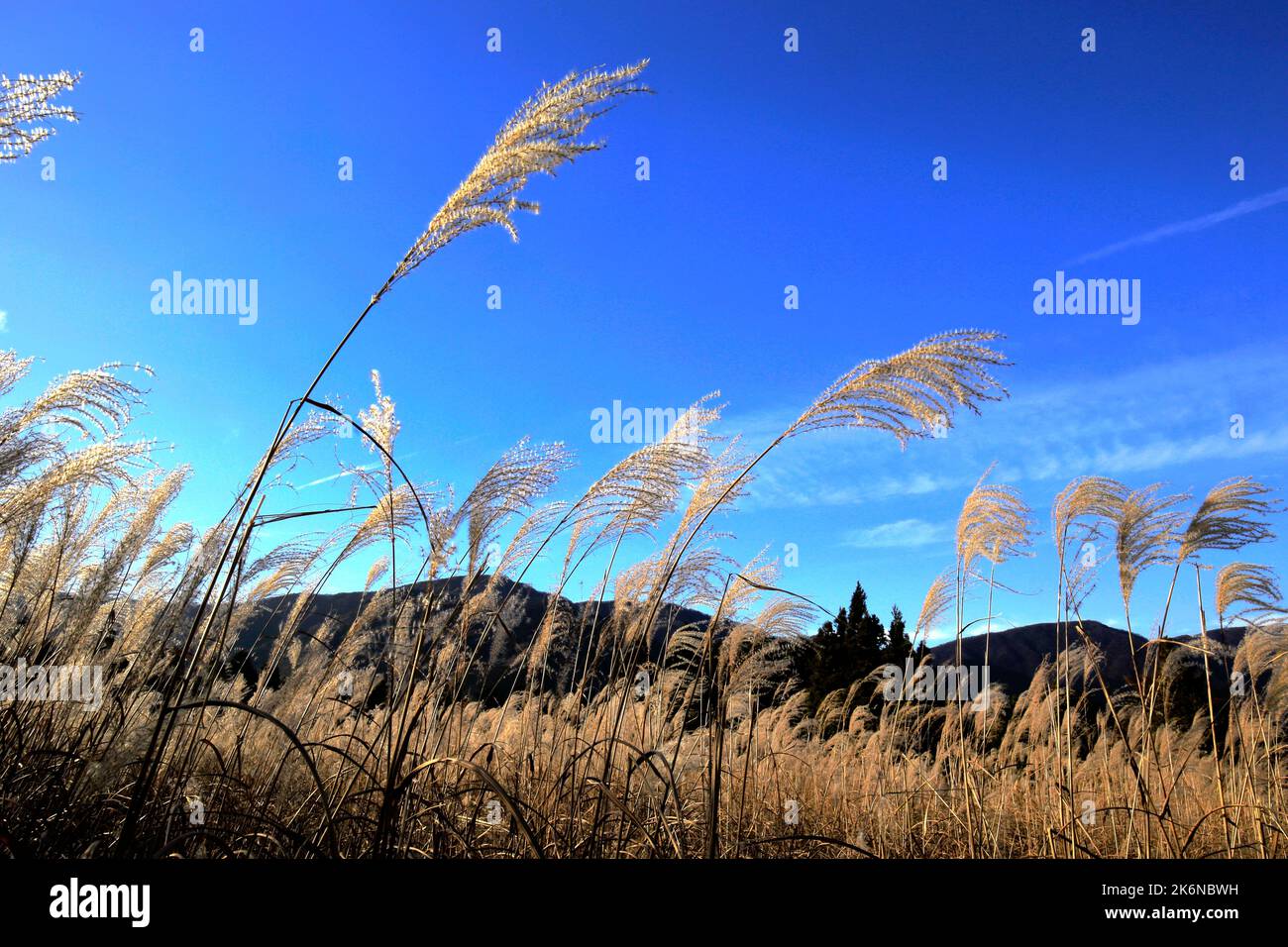 Japanese Pampas grass field in Hakone Sengokuhara Japan Stock Photo - Alamy