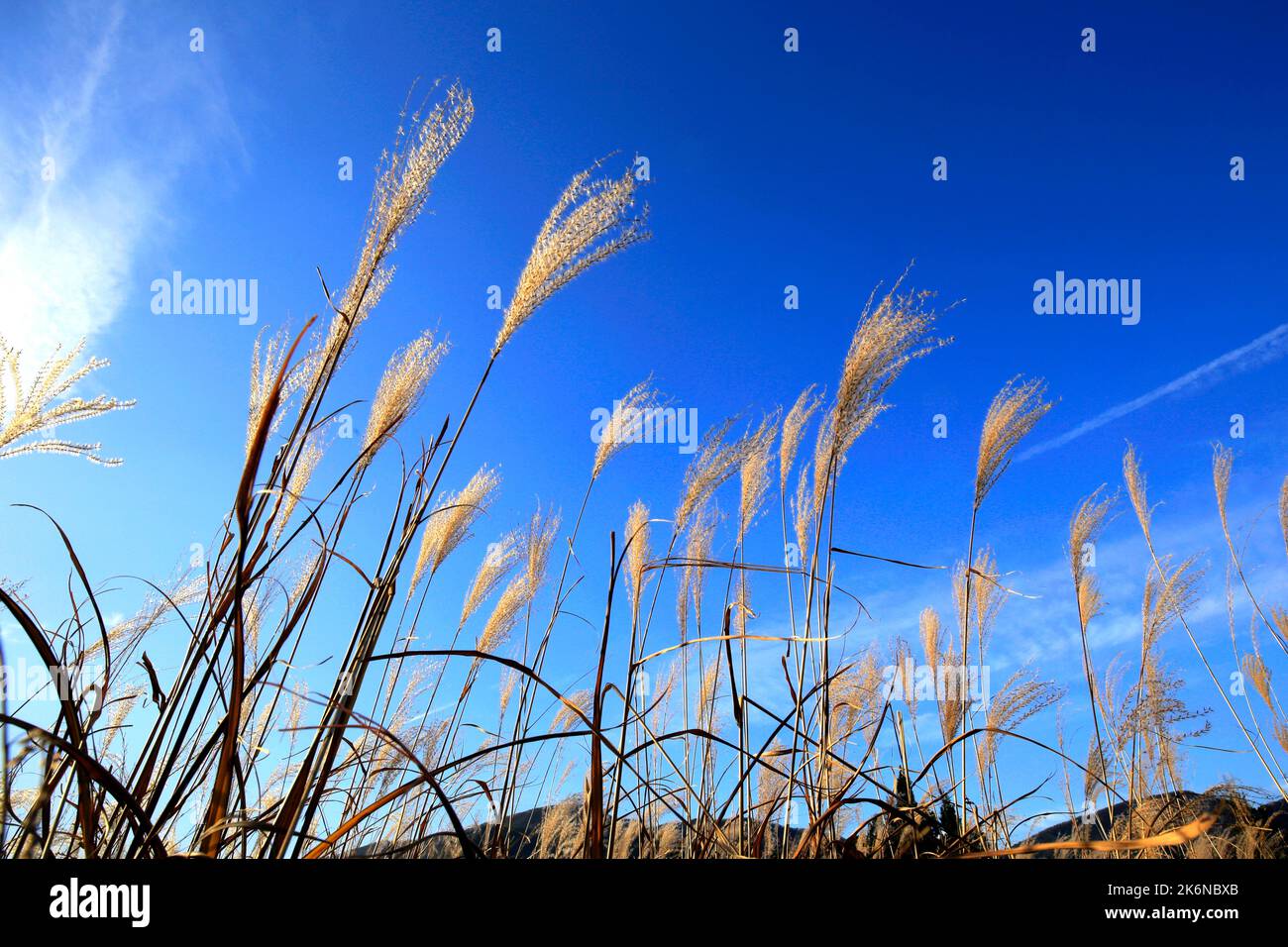 Japanese Pampas grass in Hakone Sengokuhara Japan Stock Photo - Alamy