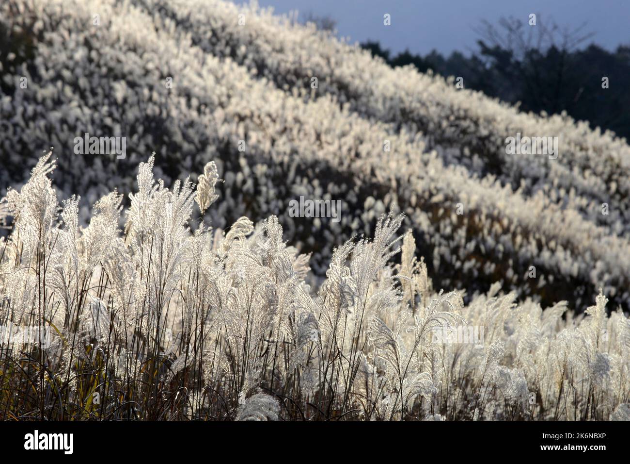 Japanese Pampas grass field in Hakone Sengokuhara Japan Stock Photo - Alamy