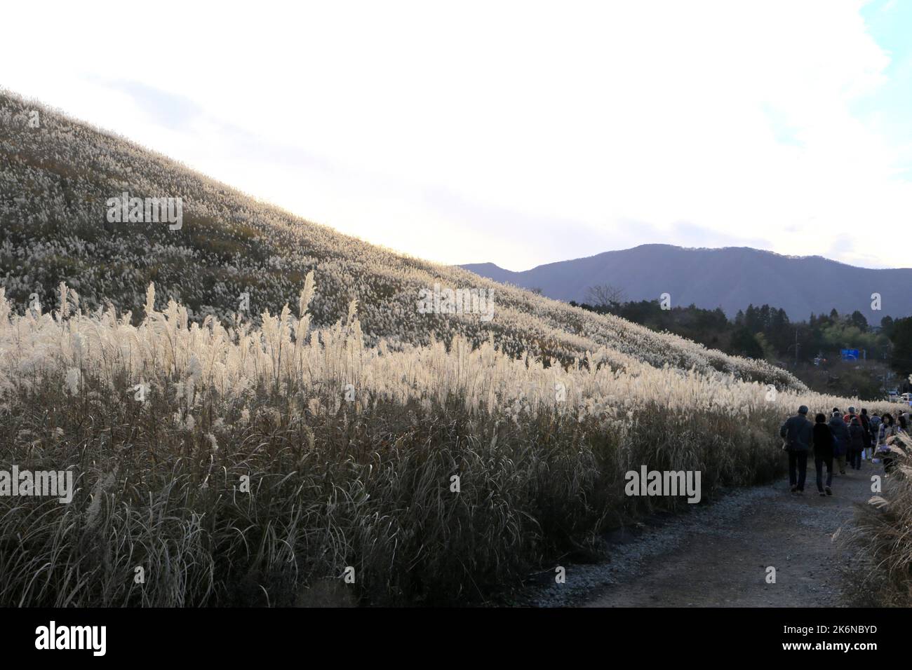 Japanese Pampas grass field in Hakone Sengokuhara Japan Stock Photo - Alamy
