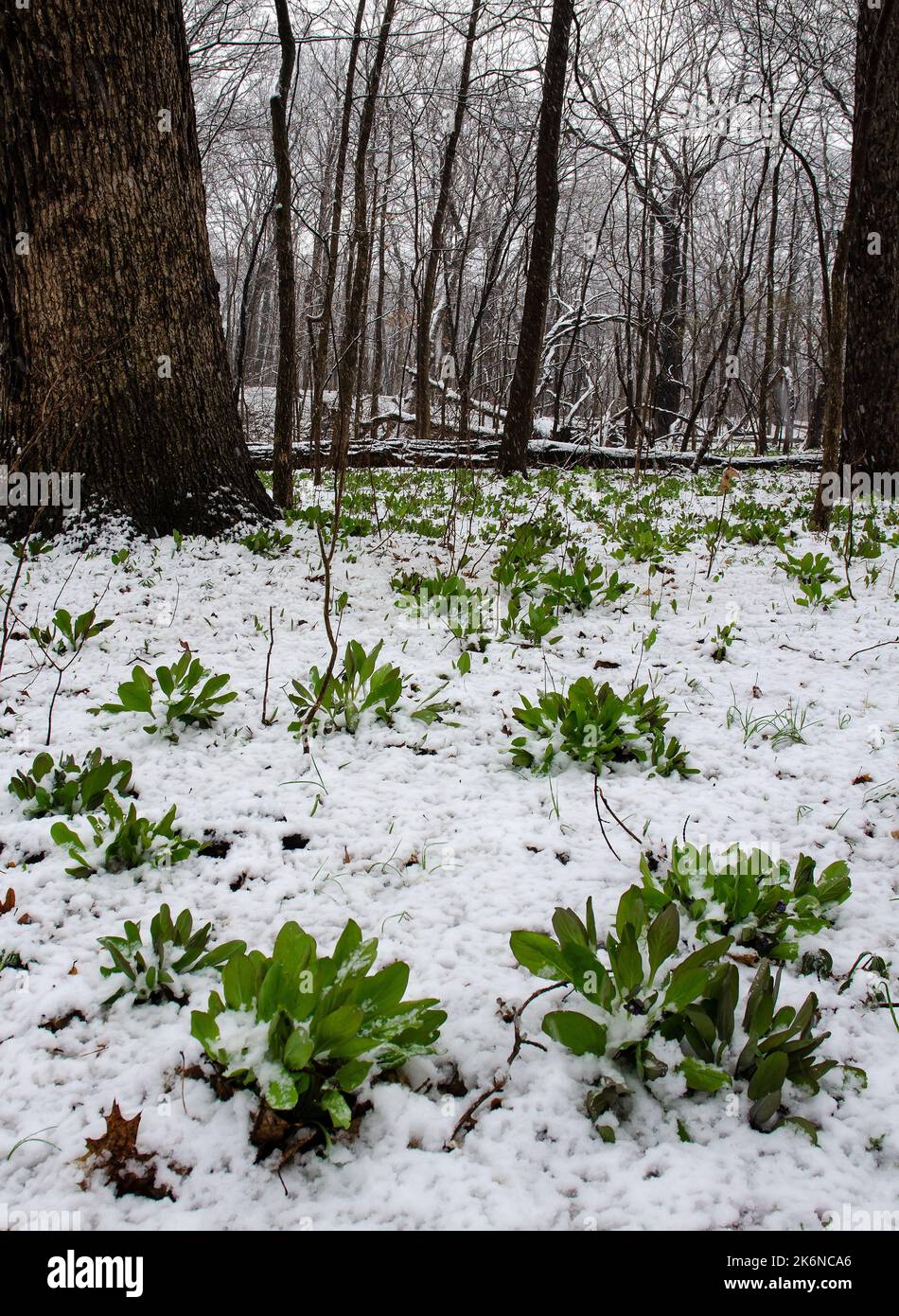 Emerging Virginia Bluebells are surrounded by a wet spring snow, Hammel ...