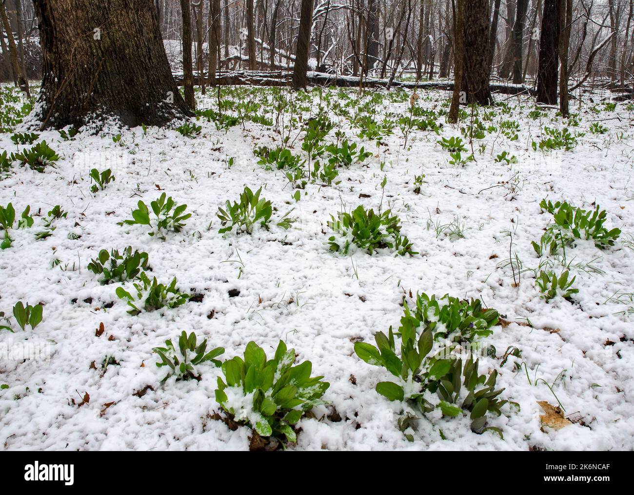 Emerging Virginia Bluebells (Mertensia virginica) are covered with a ...