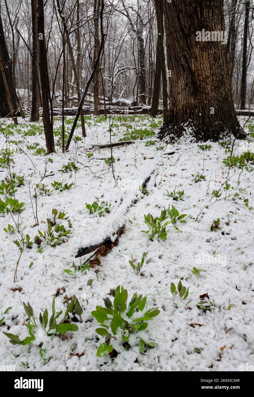 A wet heavy spring snow surrounds emergent Virginia Bluebells ...