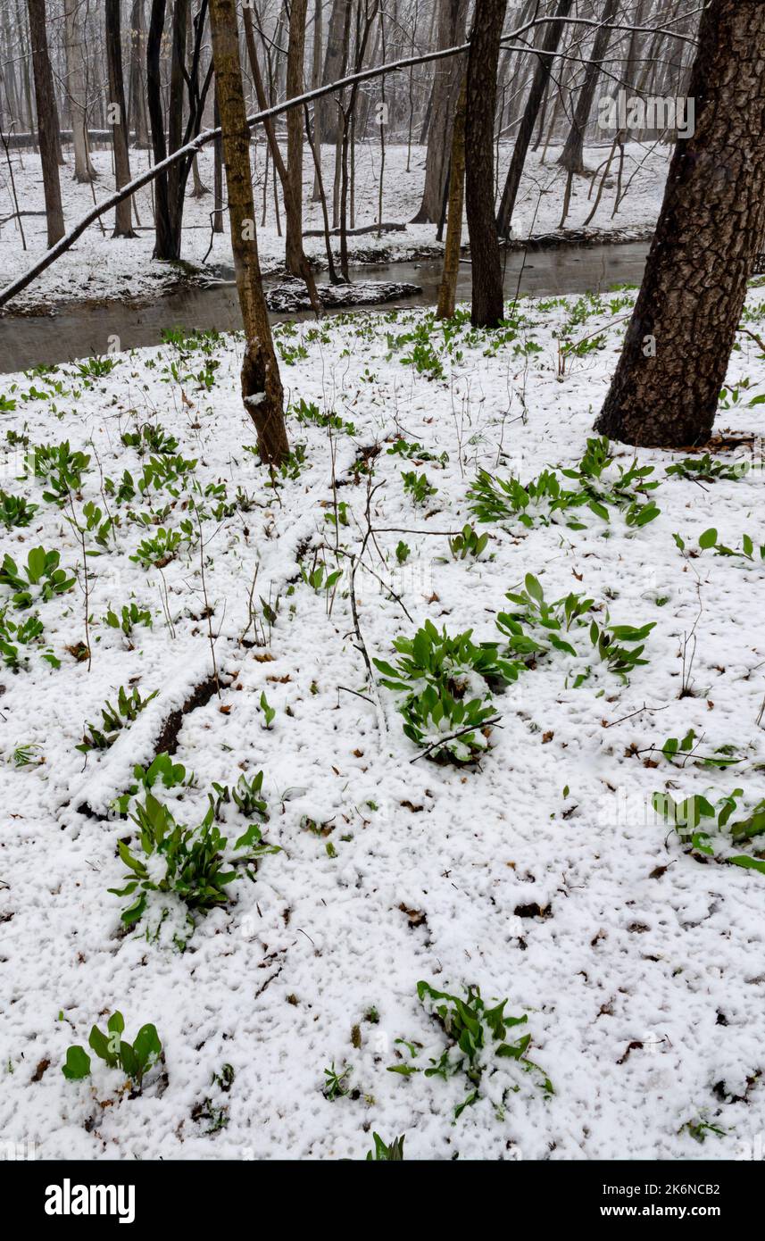 Bluebells emerging in early spring are coated with a fresh snowfall ...