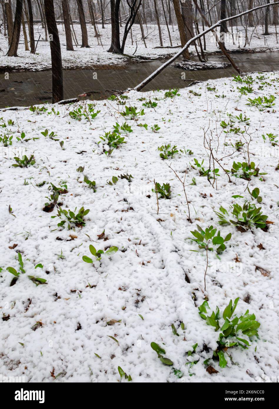 Emergent trees hi-res stock photography and images - Alamy