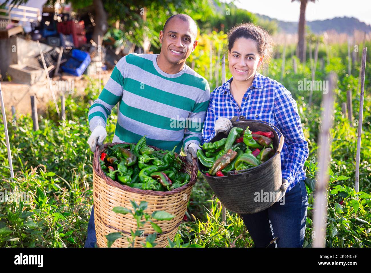 Successful farmer couple showing bell peppers crop Stock Photo - Alamy