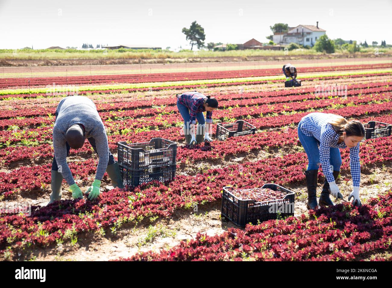 African woman harvesting vegetables hi-res stock photography and images ...