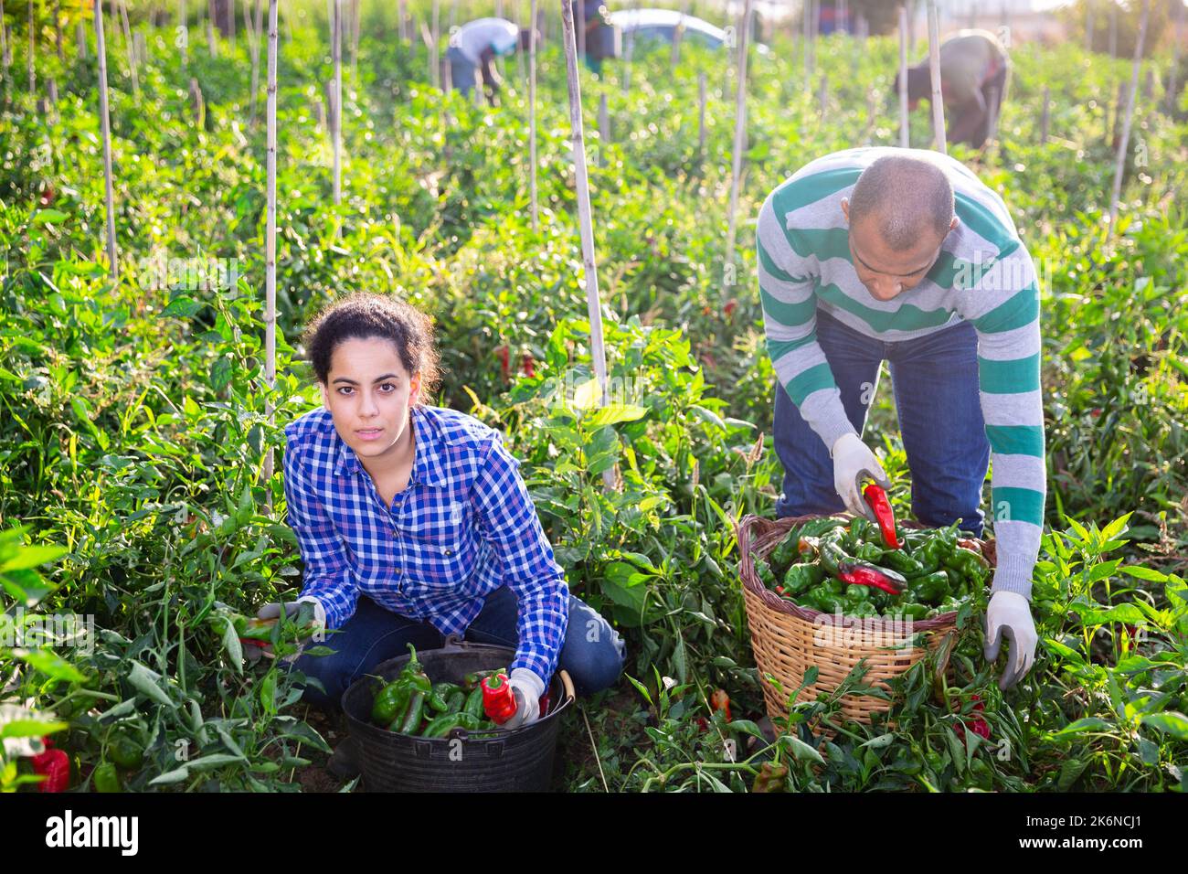 Couple of gardeners harvesting ripe bell peppers Stock Photo - Alamy