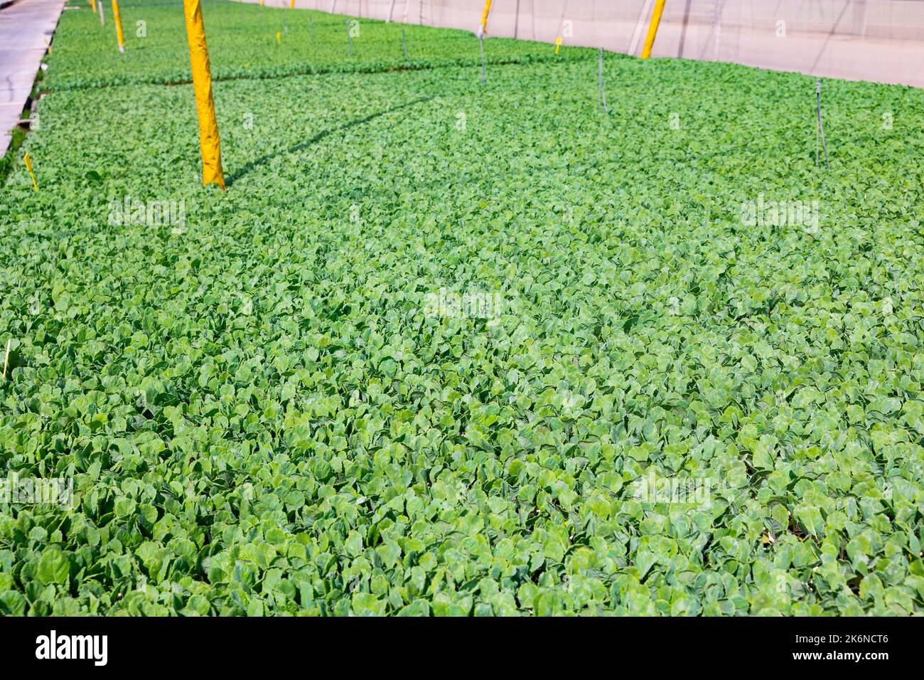 Green cabbage seedling field in greenhouse. Concept planting vegetables ...