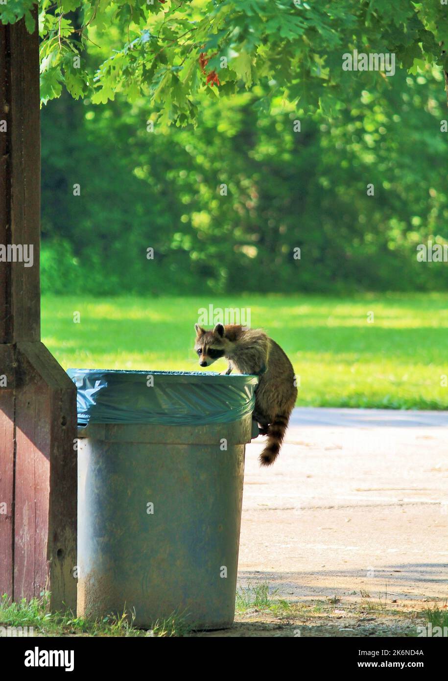 Raccoon garbage hi-res stock photography and images - Alamy