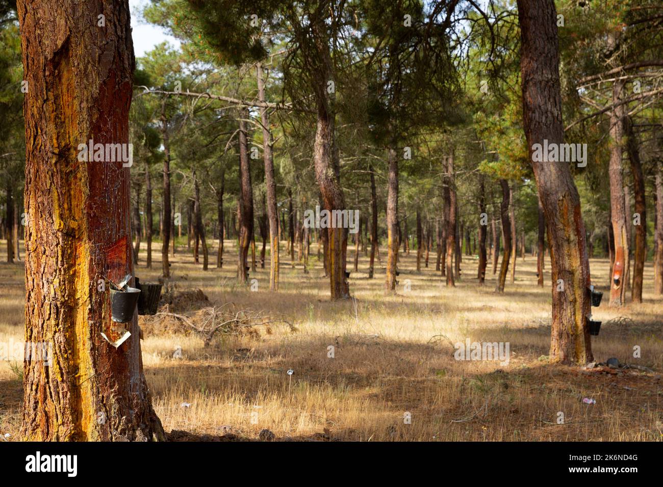 Collecting pine resin in buckets, closeup Stock Photo - Alamy
