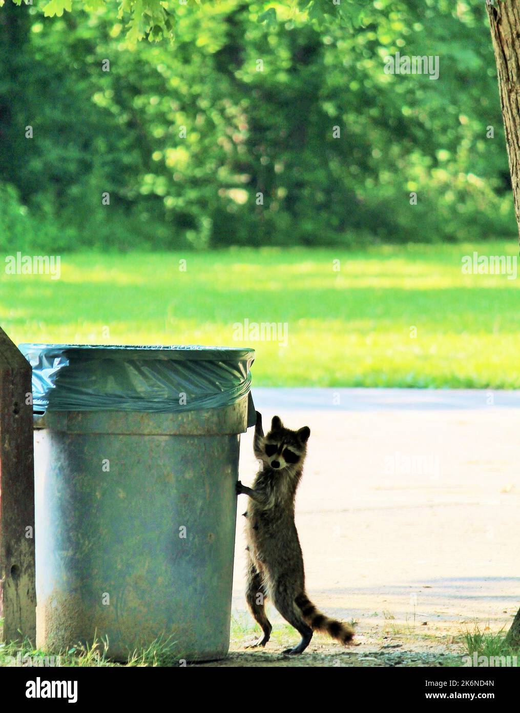 Raccoon garbage hi-res stock photography and images - Alamy