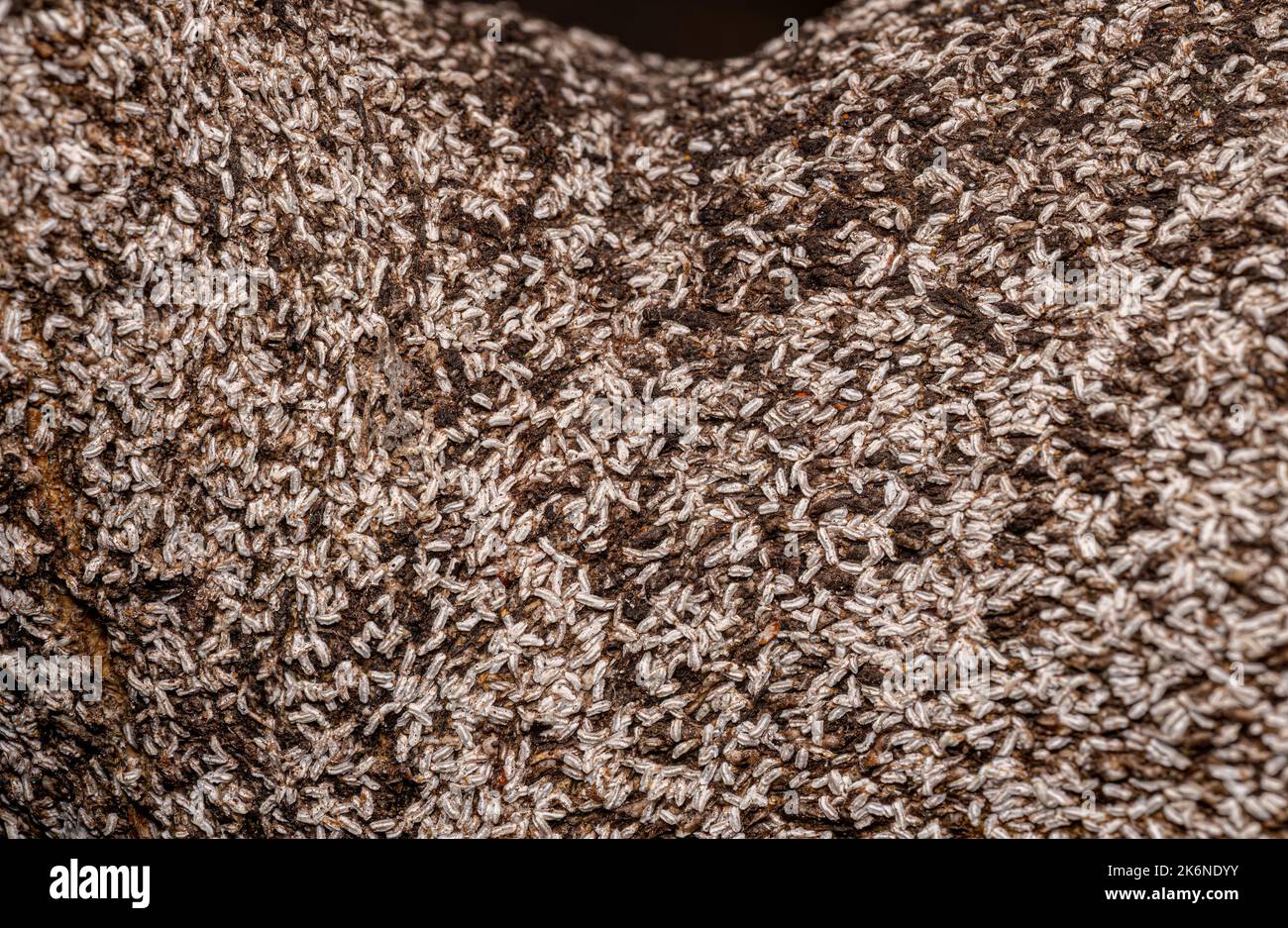 Citrus Snow Scale Insect of the species Unaspis citri Stock Photo - Alamy