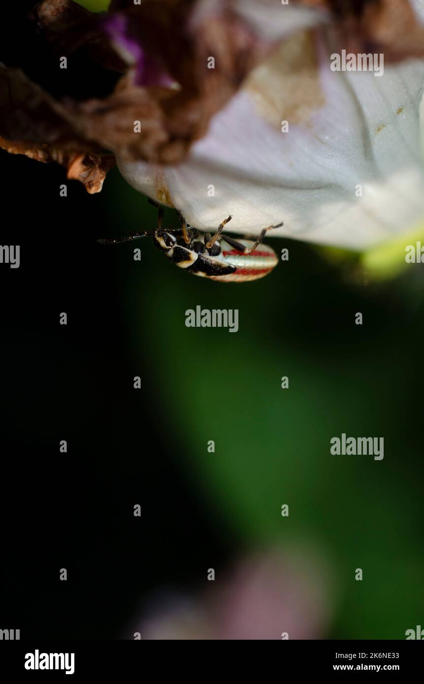 Small beetle vertical and upside down Stock Photo - Alamy