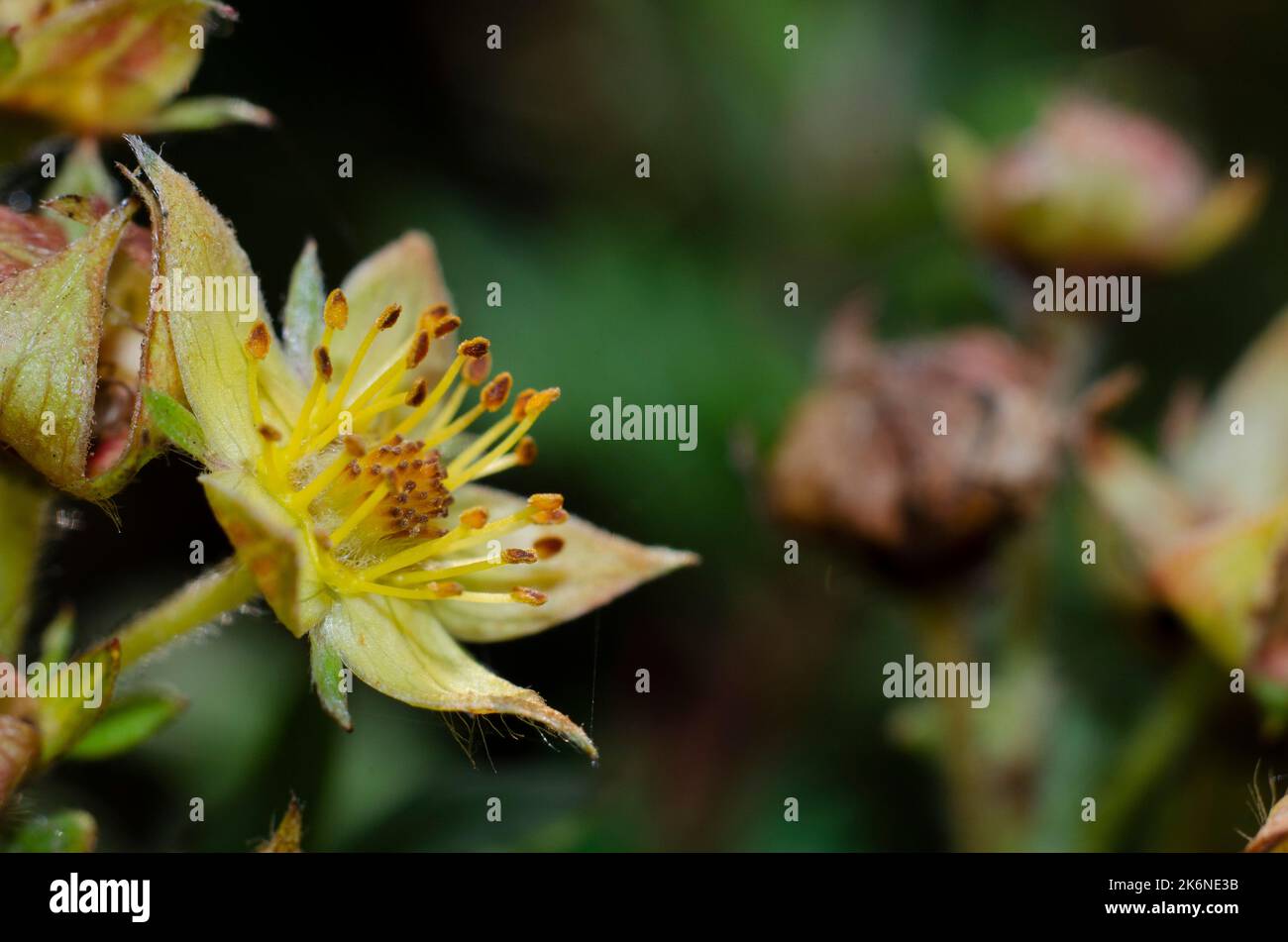 Yellow Flower Bush Stock Photo - Alamy