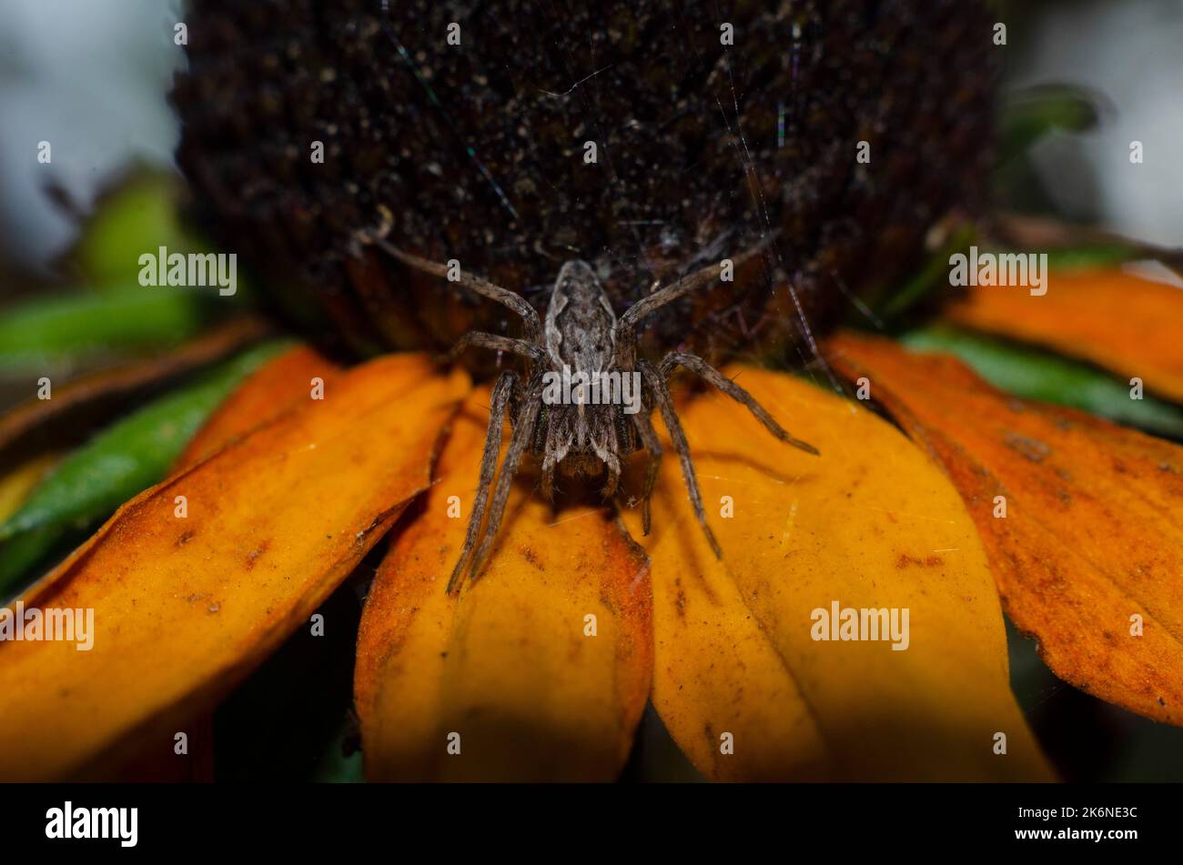 Closeup spiders face hi-res stock photography and images - Alamy