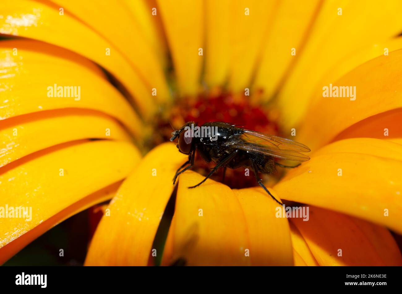 Fly wings insect hi-res stock photography and images - Alamy