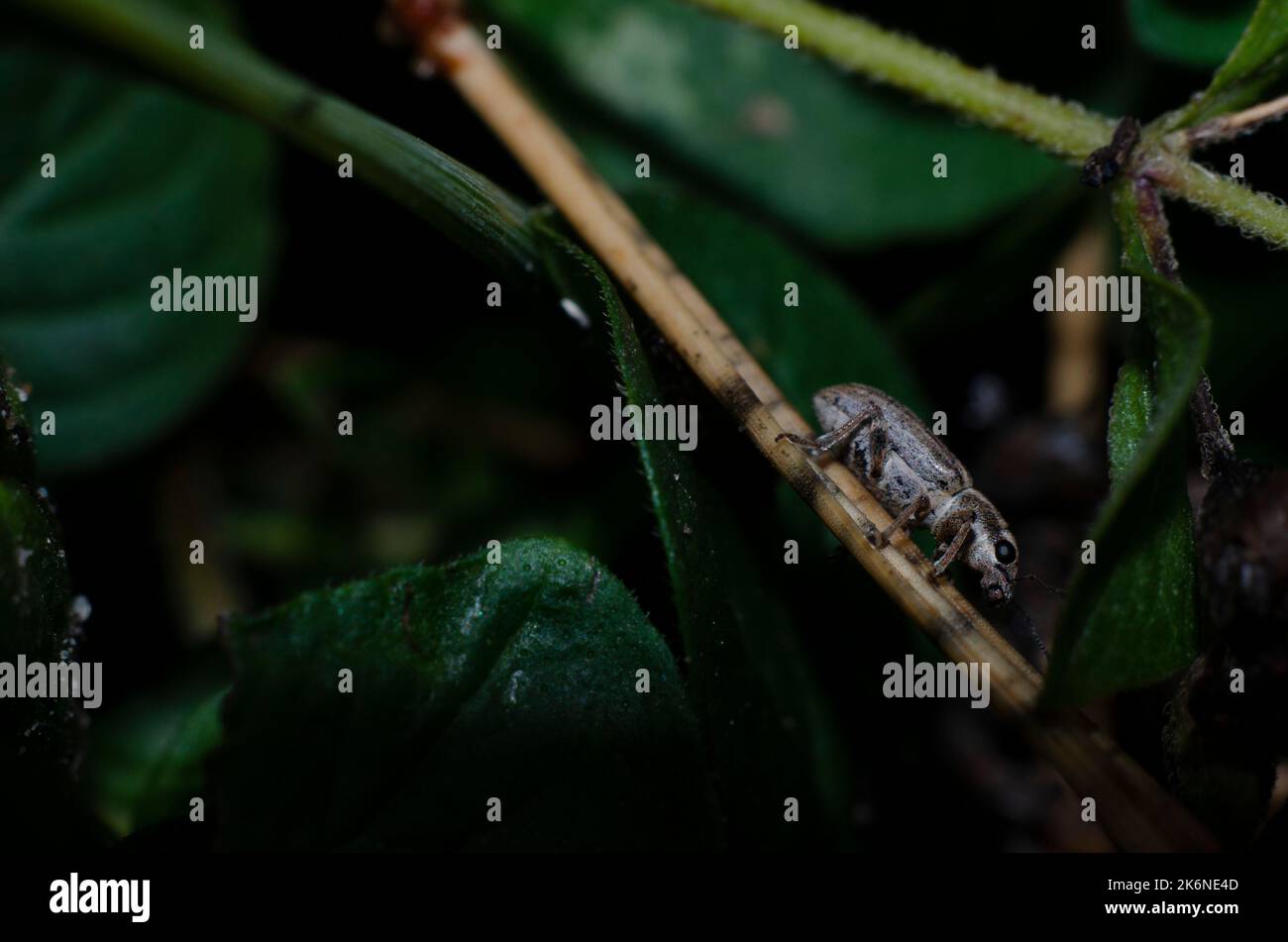 Wood weevil hi-res stock photography and images - Alamy