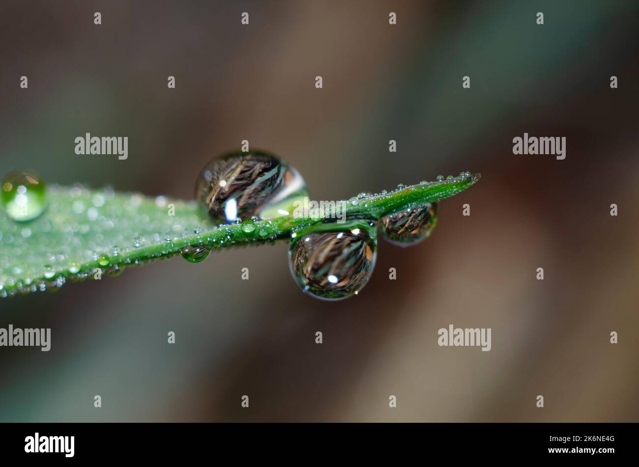 Three raindrops beautiful Stock Photo - Alamy