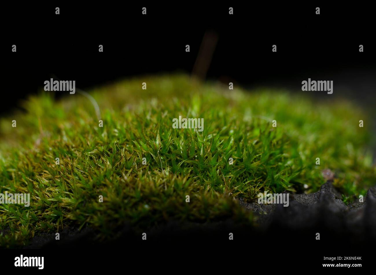 Fields french moss hi-res stock photography and images - Alamy