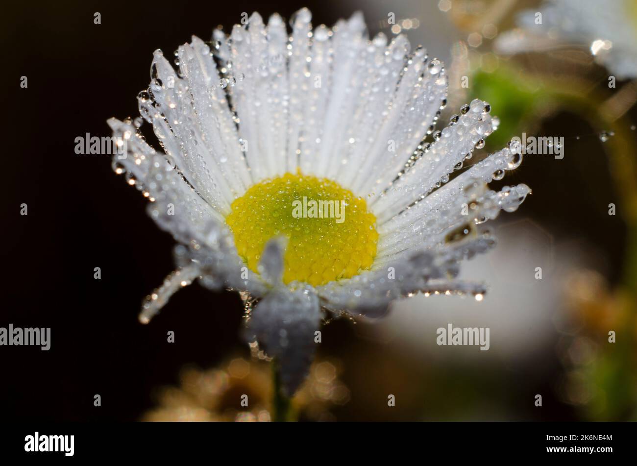 Daisy Flower with Dew Drops Magical Stock Photo - Alamy
