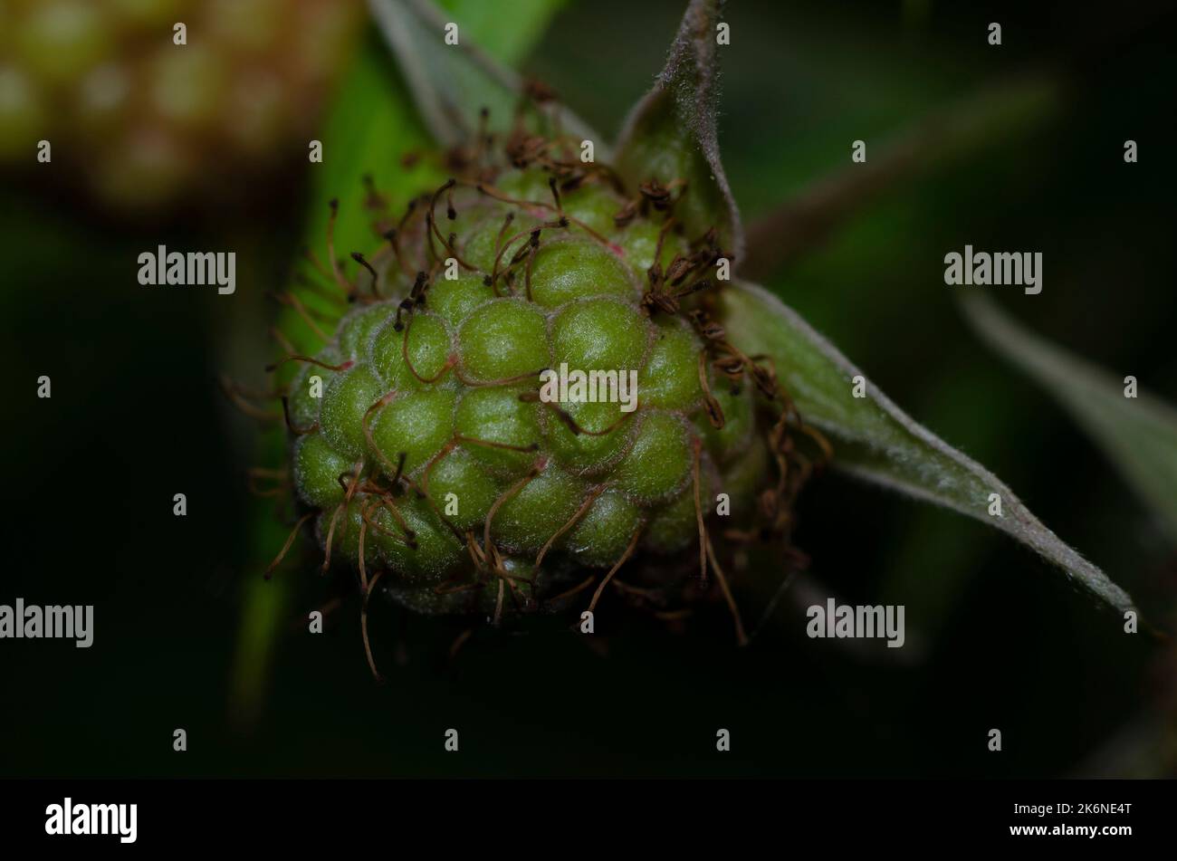 Raspberry green fruit not yet eatable Stock Photo - Alamy