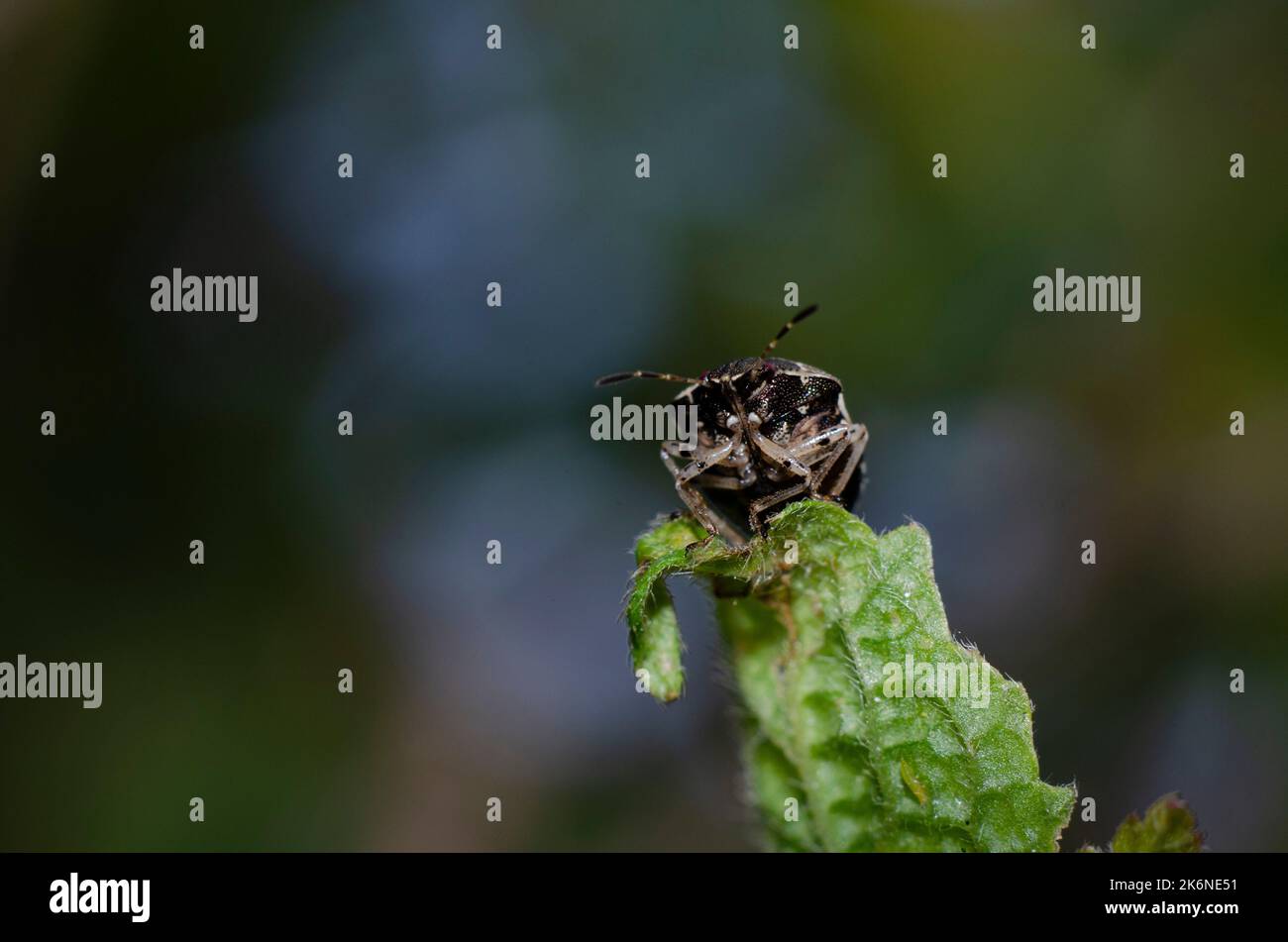 woundwort shieldbug vertical Stock Photo - Alamy